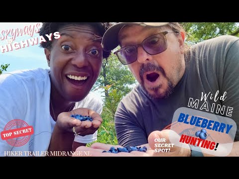 WILD MAINE BLUEBERRY HUNTING!