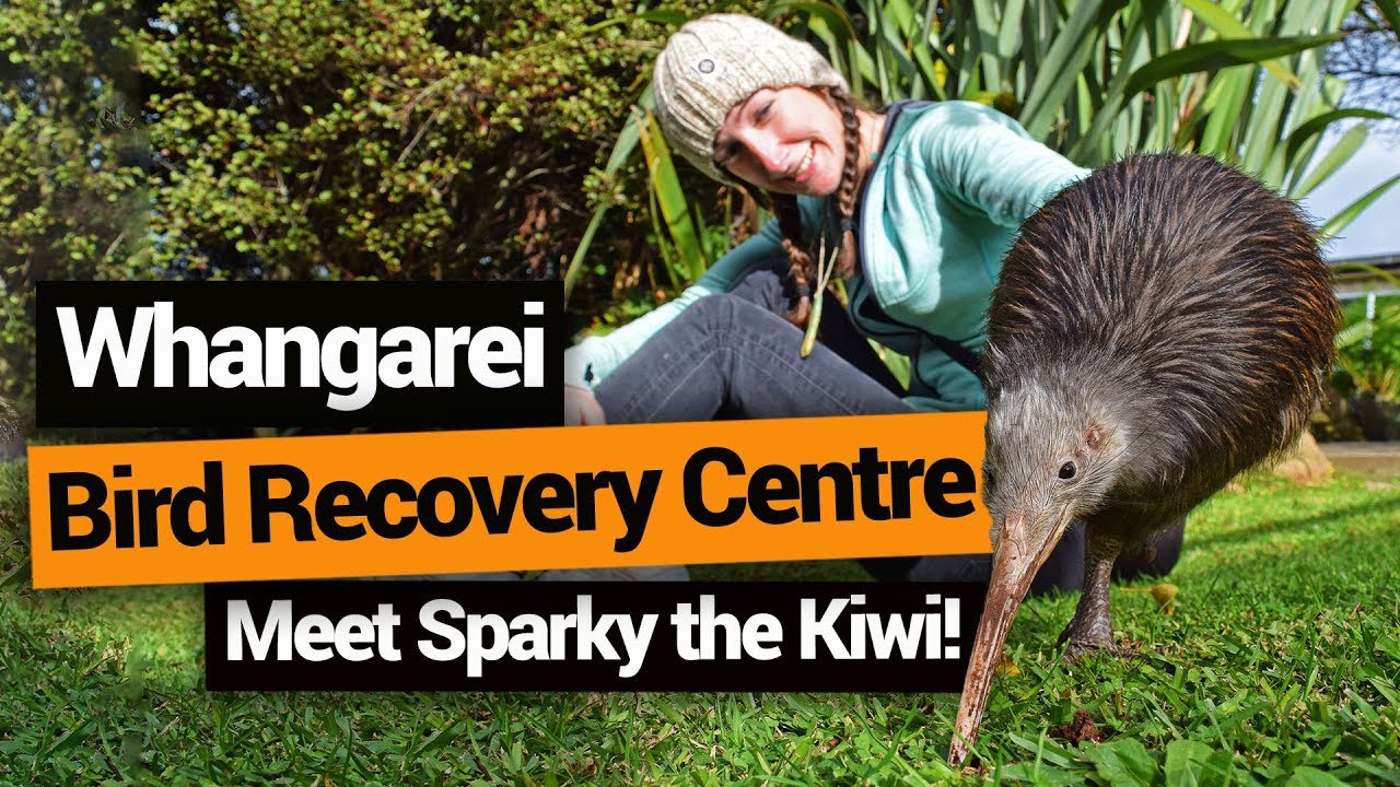 🐦 Whangarei Native Bird Recovery Centre – New Zealand's Biggest Gap Year