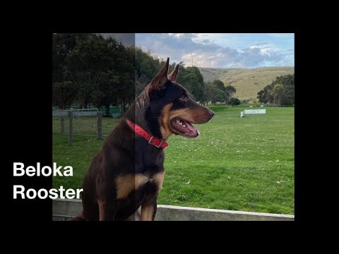 Beloka Rooster - Casterton 2021 Lot 36