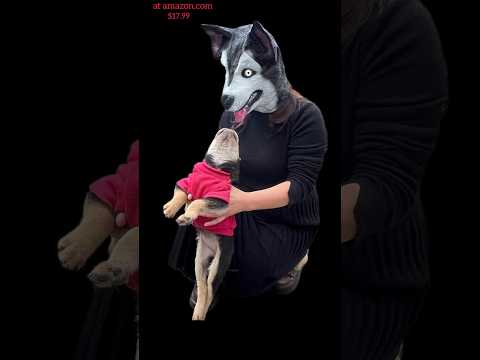 Brand: DerlinvineSiberian Husky Dog Mask, Latex Realistic Animal Full Head Mask for Halloween #dog