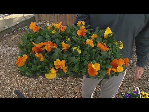 Pat Sullivan: Yard work you can do now, and what can wait for warmer weather