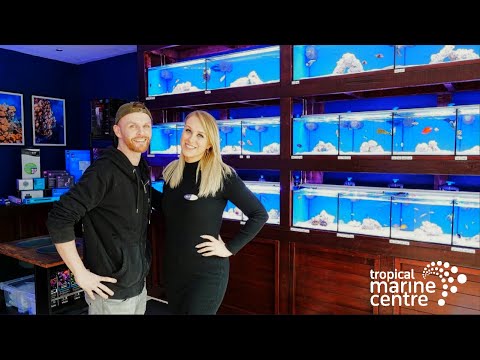 Out of the Offish with Colette Episode 8 - Wave Aquariums local fish shop tour