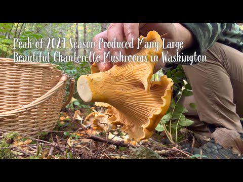 Ep5 - Peak of 2024 Season Produced Many Large Beautiful Chanterelle Mushrooms in Washington