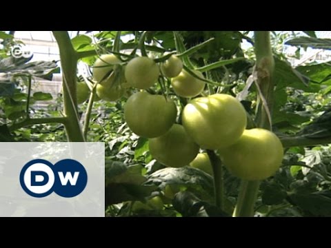 Urban Gardening: Gemüse direkt aus der Stadt | Made in Germany