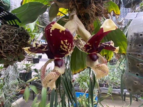 Buscando la sostenibilidad en el cultivo de orquídeas