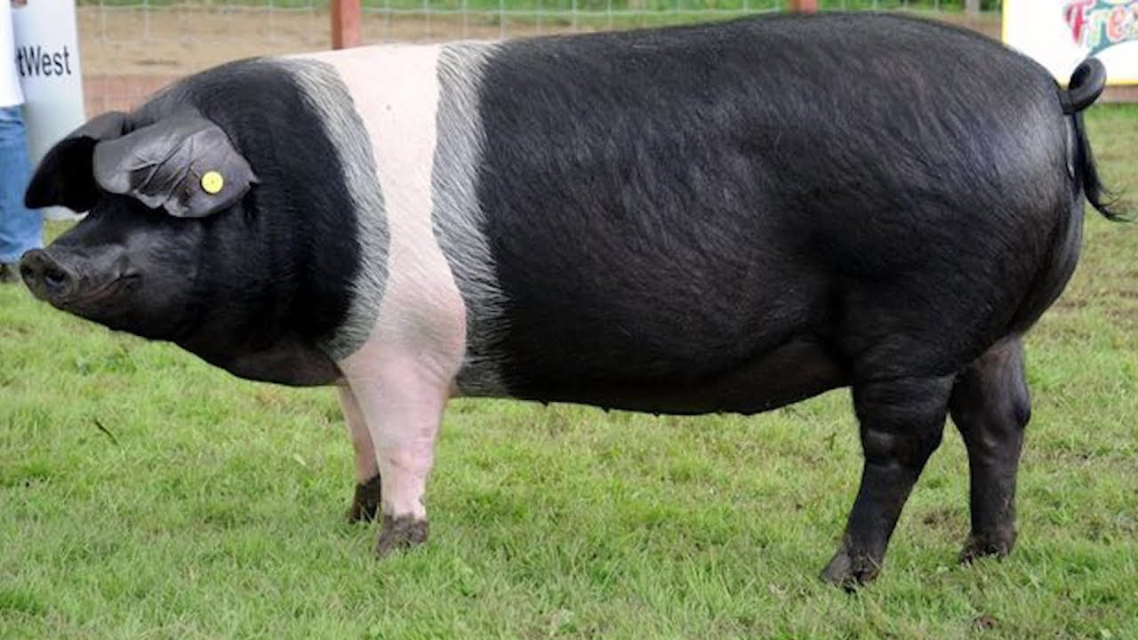 British Saddleback Pigs | Handsome Hardy Grazers