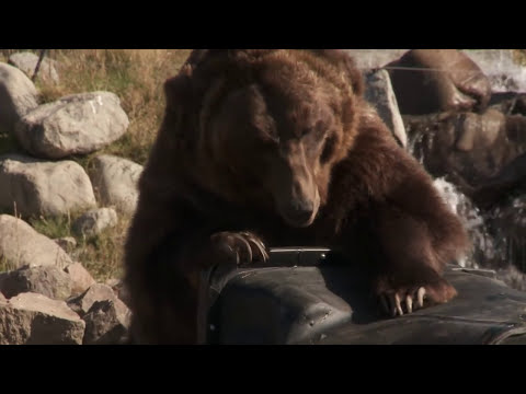 *Live* Bear Proof Trash Can Test