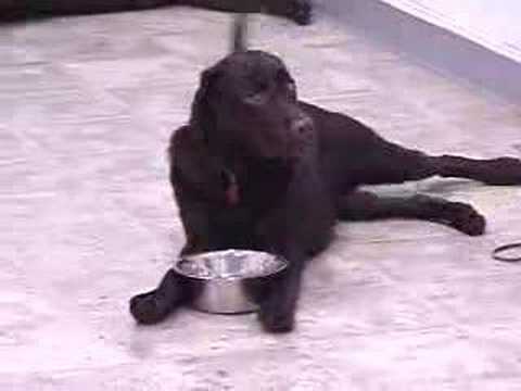 Affectionate Pet Care - Is this Choc Lab Thirsty or Tired?