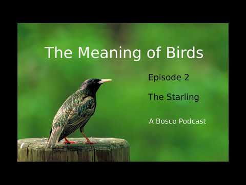 The Starling - The Meaning of Birds episode 2