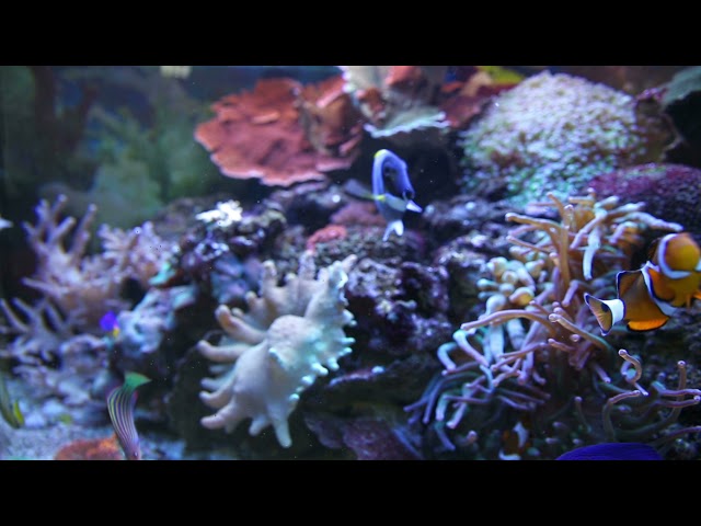Beyondaquariums.com.au | Specialising in Custom Aquariums | Fyshwick ...