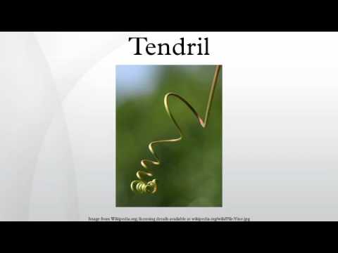 Tendril