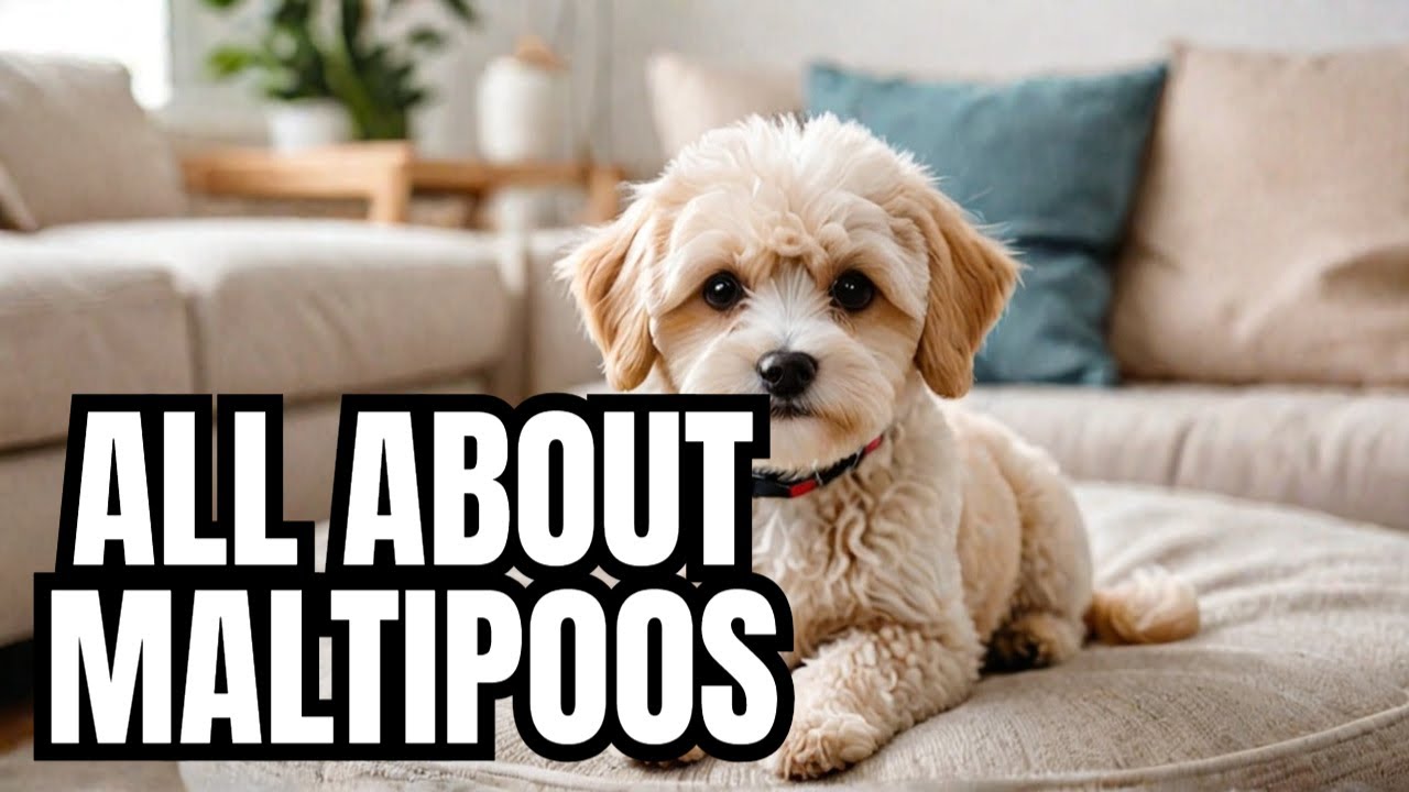 🐶Maltipoo 101: The Ultimate Guide to This Adorable Designer Dog🐶