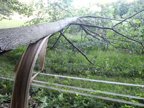 Tree Felling - Leaners