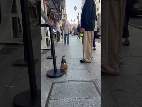 Such a surprise seeing Meerkats as pets in Japan π―π΅#shorts #japan #meerkat