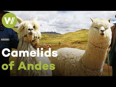 Humpless camelids: the South American llama and alpaca are essential to life in the Andes