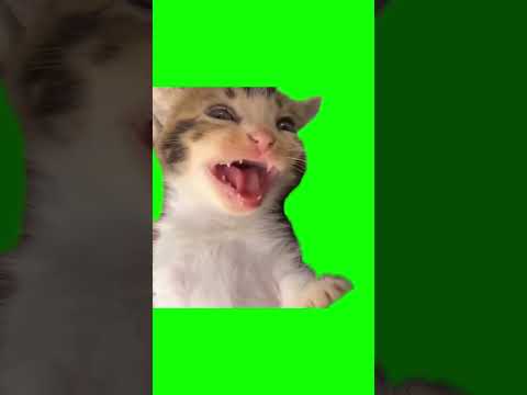 Laughing cat green screen