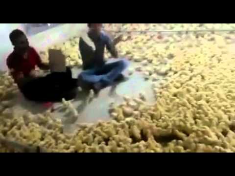 CHICKS Magnet