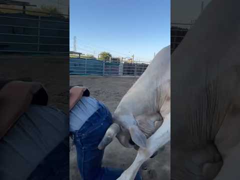 💥👀Bull Rider gets wrecked UP CLOSE!!! #bullriding #pbr #rodeo #video