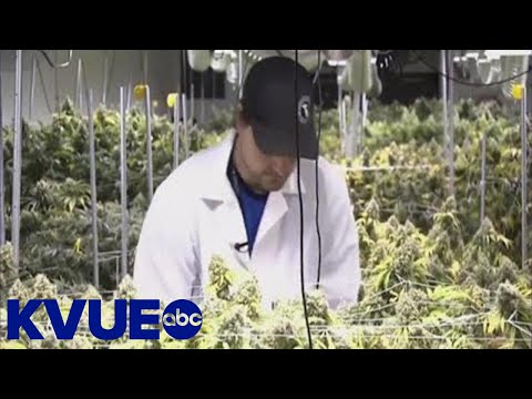 Early voting for City of Austin proposition on weed and warrants begins April 25 | KVUE