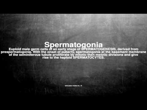 Medical vocabulary: What does Spermatogonia mean