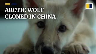 Chineses criam primeiro clone de lobo-do-ártico do mundo - Canaltech