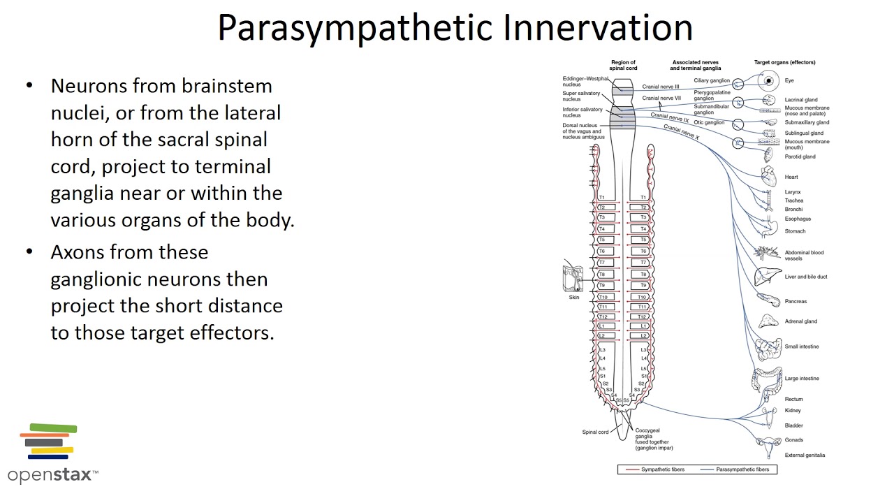 Chapter 15 Recorded Lecture