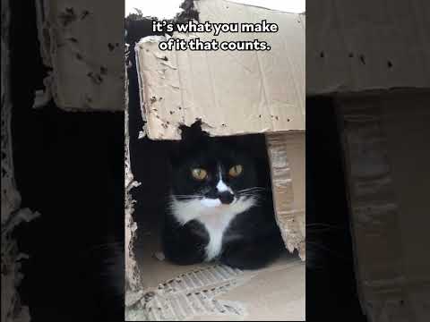 Run Your Own Cat Sitting Business | The Cat Butler - Pet Franchise | Business Opportunity | Cats