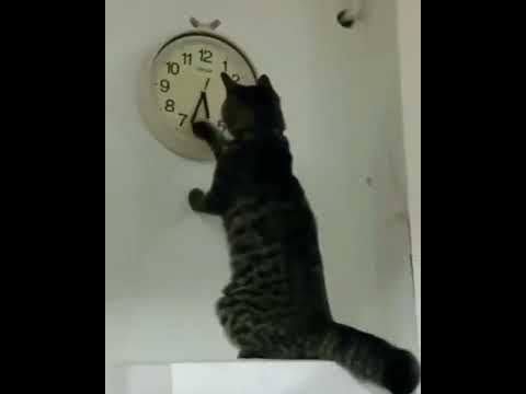 cat is adjusting time on clock 🤣🤣 #funny #memes #viral #shorts #cat #catlover