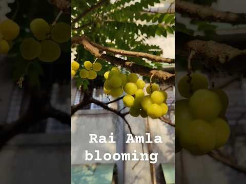 Rai Amla at H13 Garden IITB #amla #fruit #harvest #fruitgarden #nature #iitbombay #bloom