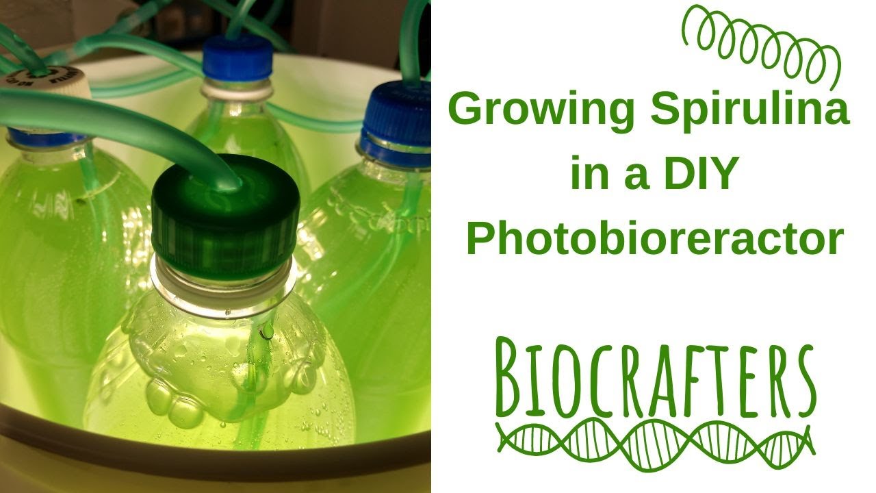 Growing Spirulina in a Simple DIY Photobioreactor, Home or Classroom, Food Pigment, Fertilizer #GIY