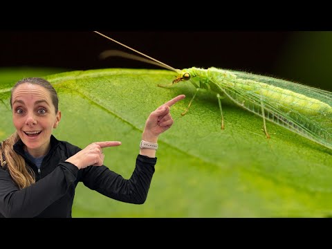 Green Lacewings: Why They Are Called The Aphid Lions