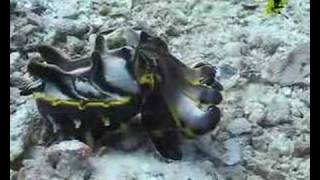 Psychedelic Cuttlefish