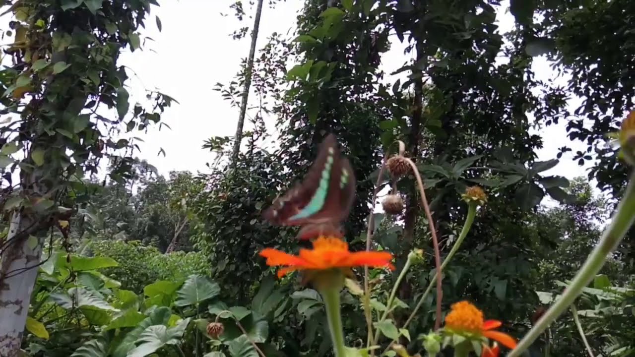 Graphium sps. | Blue Bottle Butterfly | Graphium Sarpedon | Graphium teredon | Papilionidae