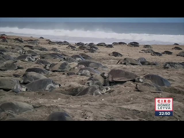 Recomendaciones de lugares para comer en Mazunte, el pueblo mágico del surf