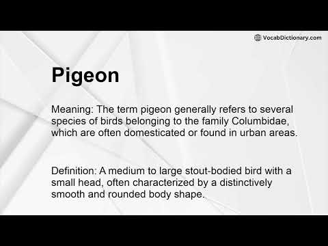 Pigeon Meaning