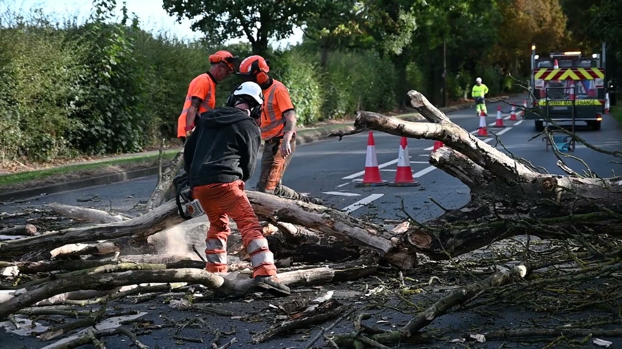 Your Commercial Arborist - All About Arboriculture