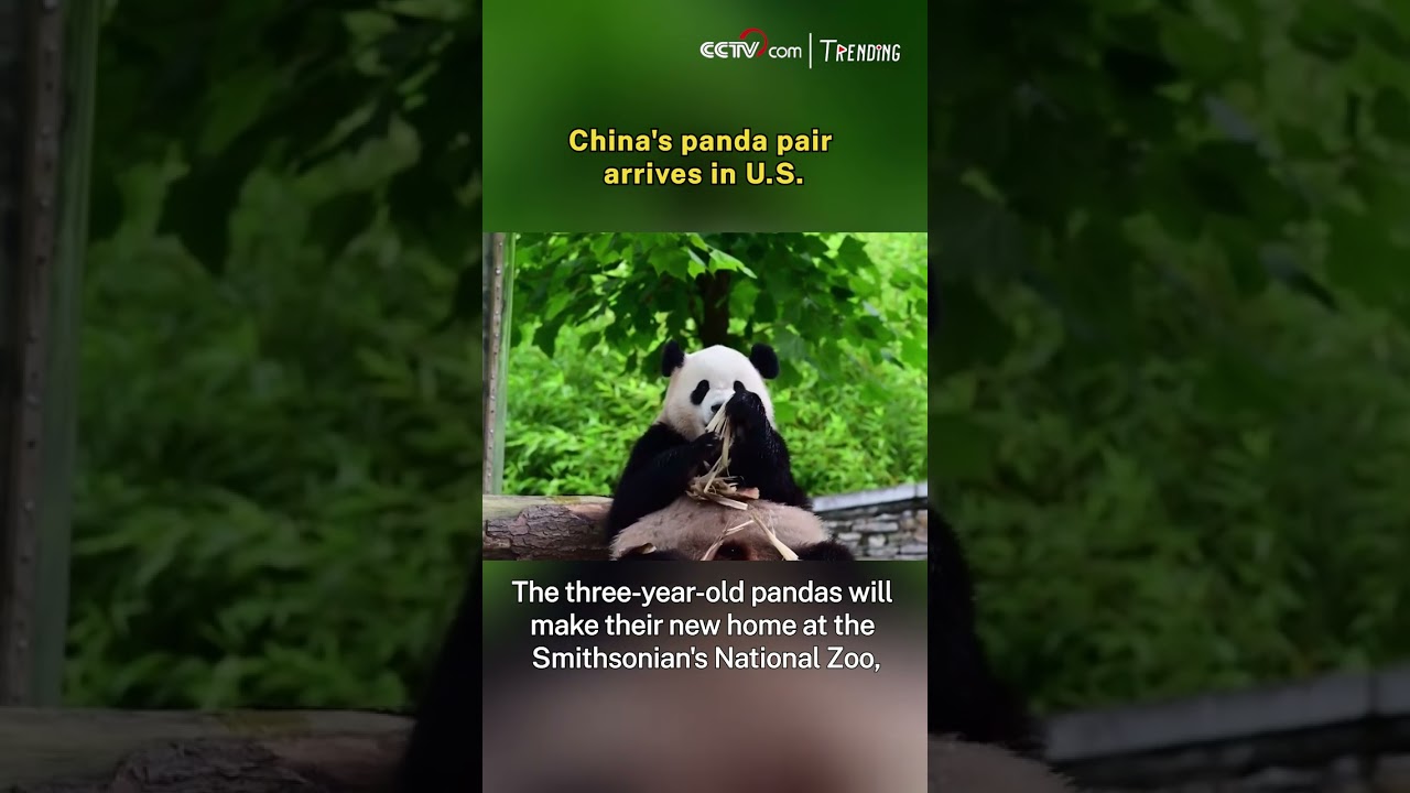 China's panda pair arrives in U.S.