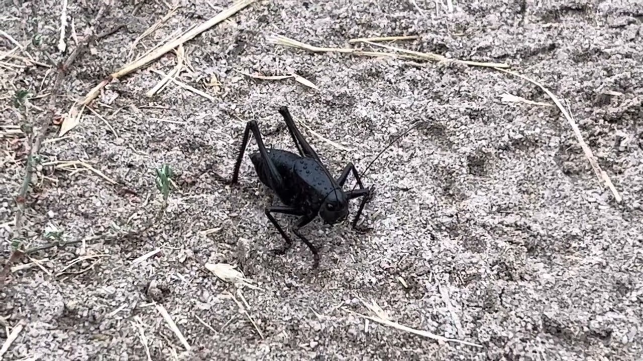 Cricket, Anabrus simplex, aka “Mormon Cricket” 20Aug2023￼