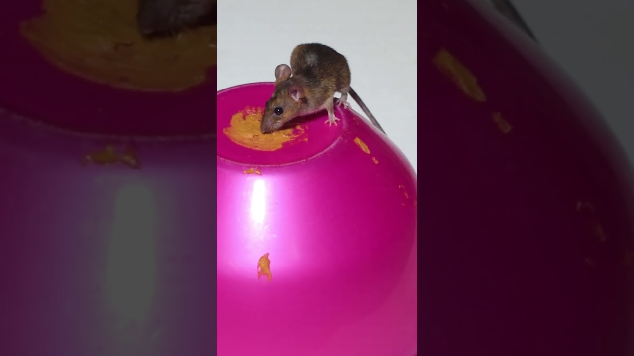 Rat / Mouse Sounds for Cats! Video for cats to watch!