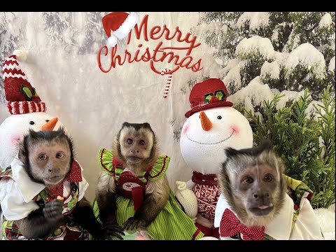 Monkeys get gifts for Christmas don’t miss our guest Monkey George