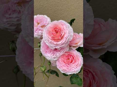 Heart melting David Austin James Galway Rose #rose #davidaustinroses #davidaustin #nature #garden