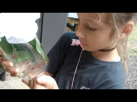 making a caterpillar habitat