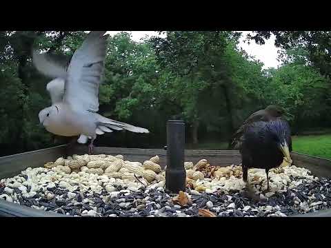 🐦LIVE: Backyard Bird Feeder Cam in Oklahoma – Cardinals, Jays, Woodpeckers!