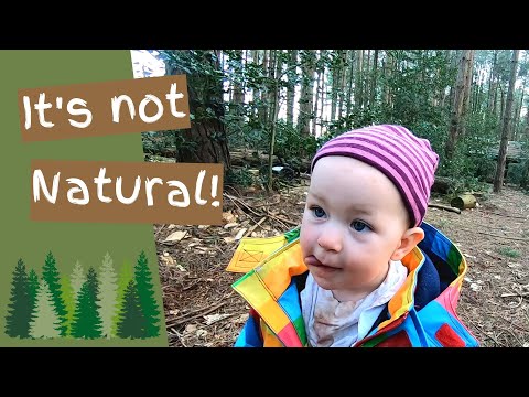 Forest School Woodland Types - Non-native coniferous plantation