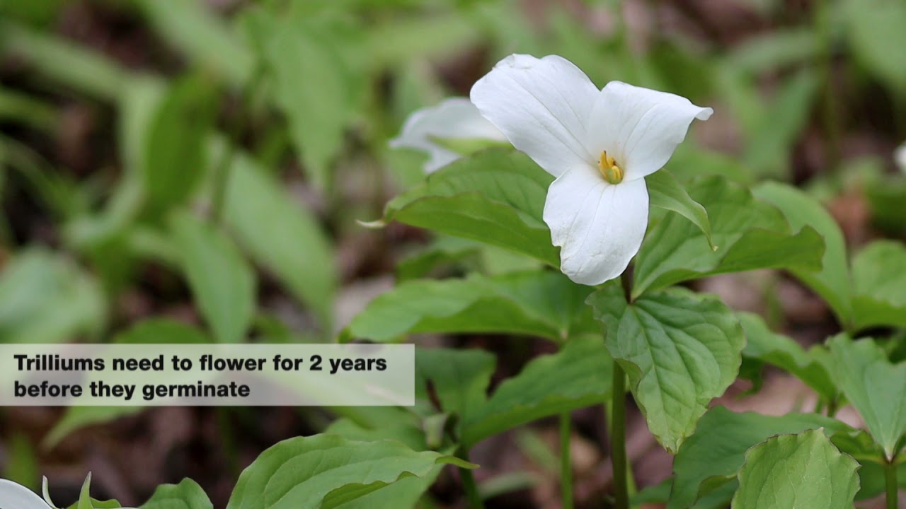 Trillium Facts - Wildflowers in Ontario, Canada