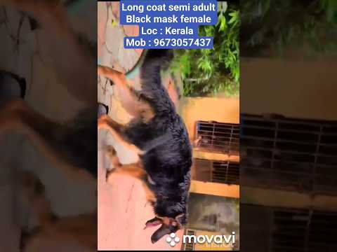 Long coat show quality semi adult female...Black mask female 4.5month old #gsd #dog #dogkennel