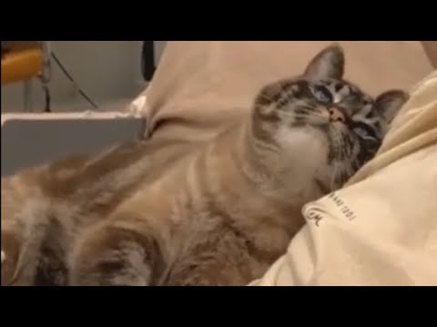 Sweetest cat you will ever see shows some love for his owner