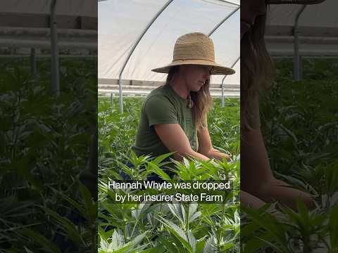 Wildfire Risk Upends California’s Cannabis Industry