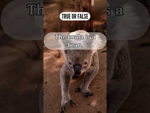 True or False: Is the Koala a Bear?
