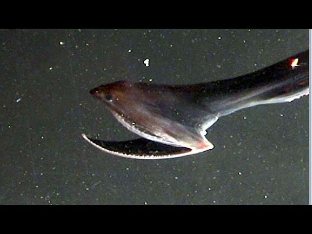 Estas son las 10 criaturas más monstruosas de las profundidades marinas